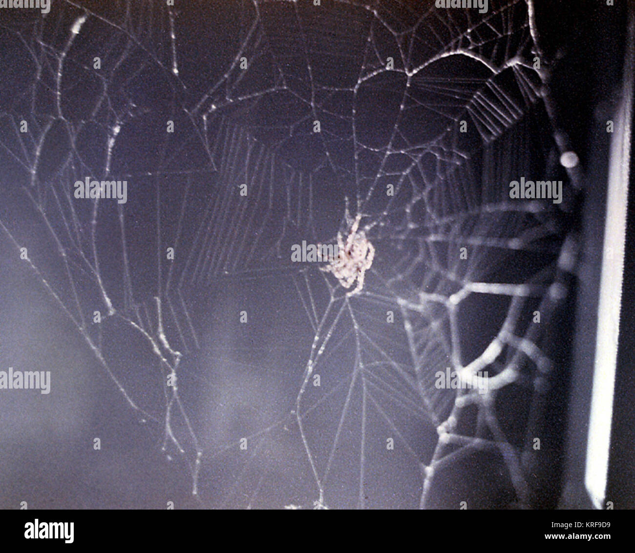 Space spider arabella hi-res stock photography and images - Alamy