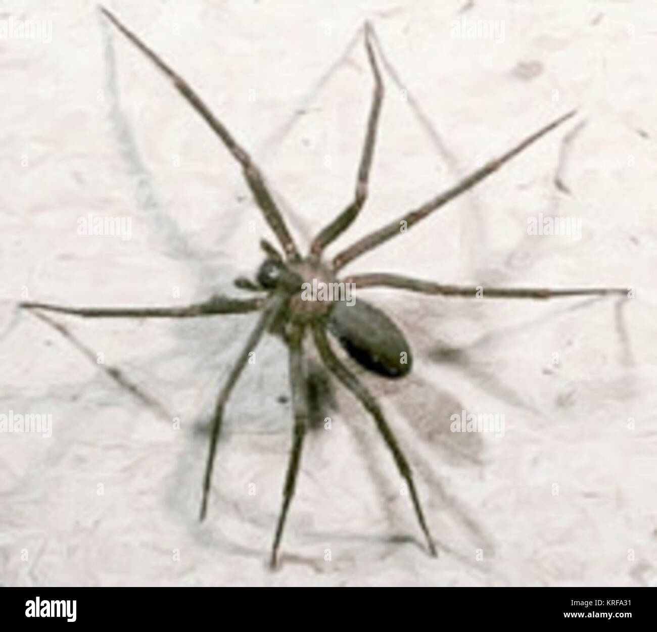 Loxosceles Reclusa Stock Photos & Loxosceles Reclusa Stock Images - Alamy