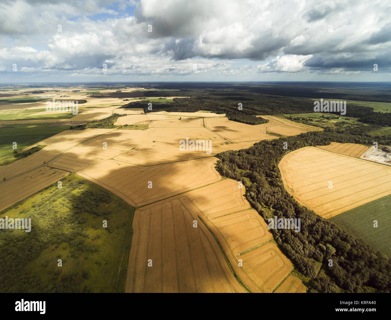 Ripe grain fields in latvian countryside, Semigallia region Stock Photo ...