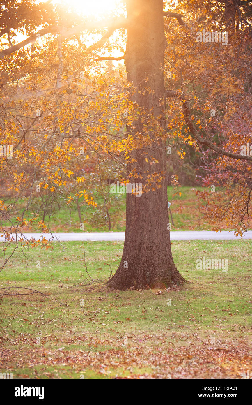 beautiful autumn tree with colorful leaves and sunlight shining through ...