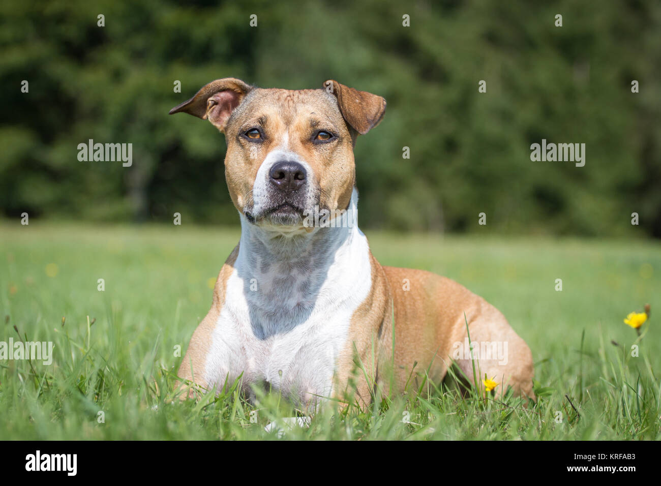 American Staffordshire Terrier female dog Stock Photo - Alamy