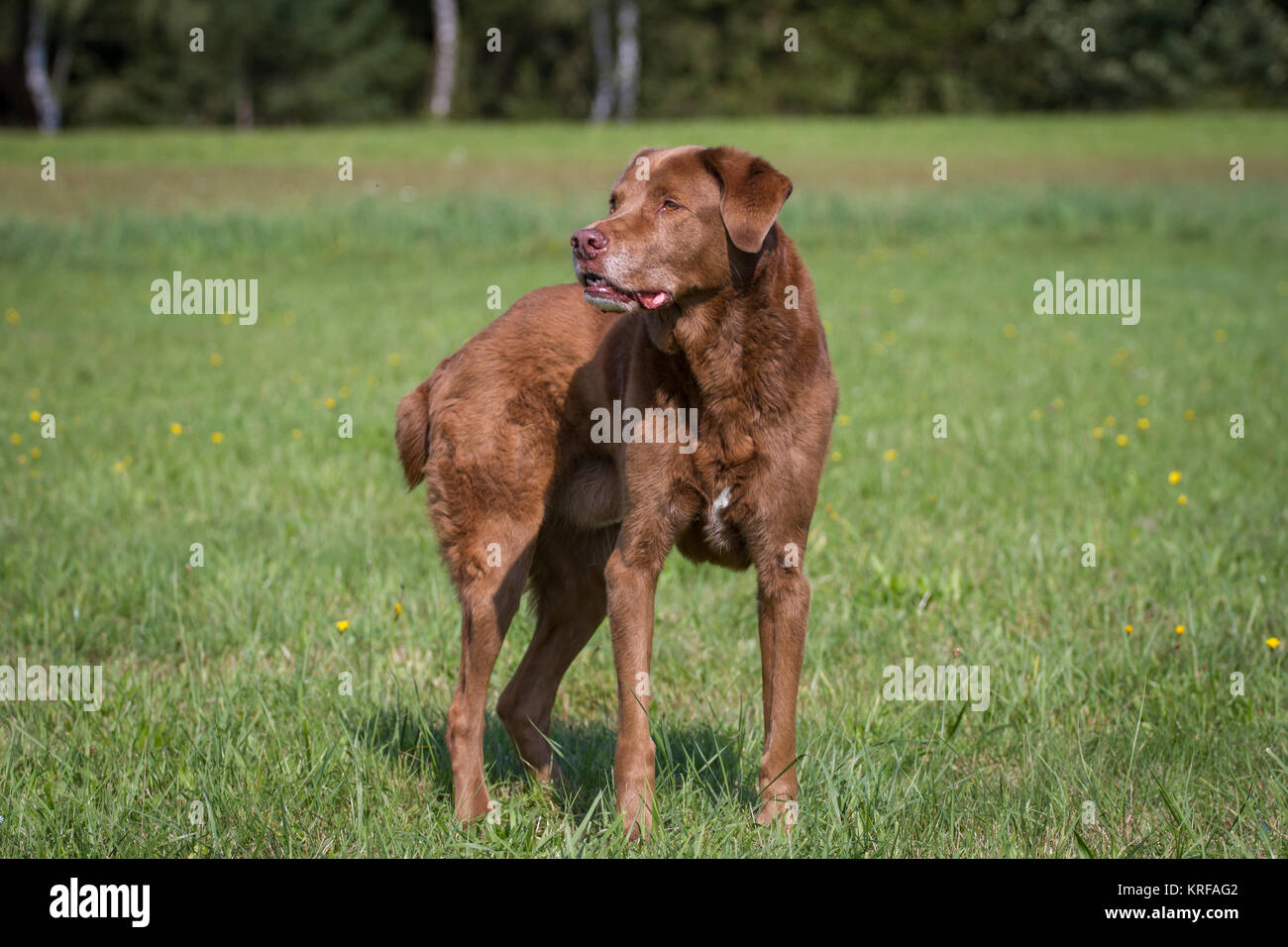Chesapeake Bay Retriever senior dog mix Stock Photo - Alamy