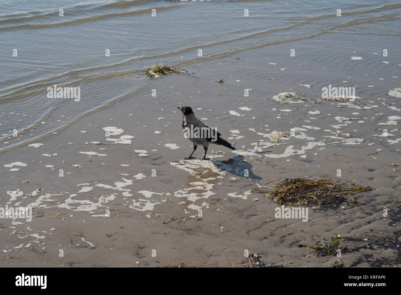 Hooded crow (Corvus cornix) on beach area, Parnu (Pärnu), south west ...
