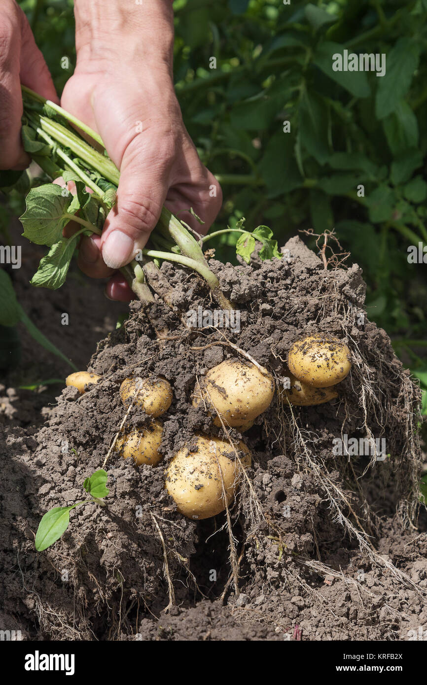 Potato crop ready for harvesting hi-res stock photography and images ...
