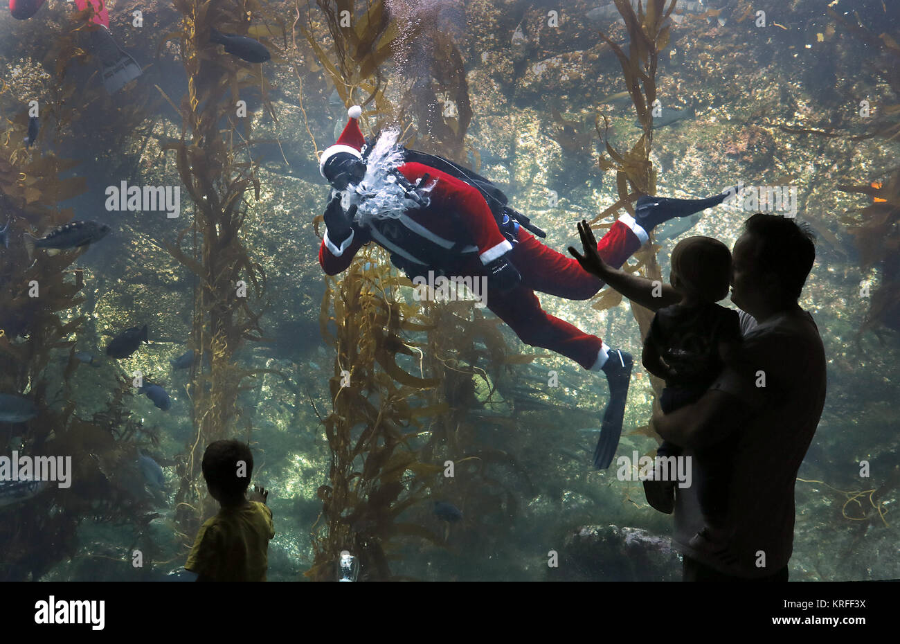 San Diego, CA, USA. 14th Dec, 2017. The annual Birch Aquarium Scuba ...