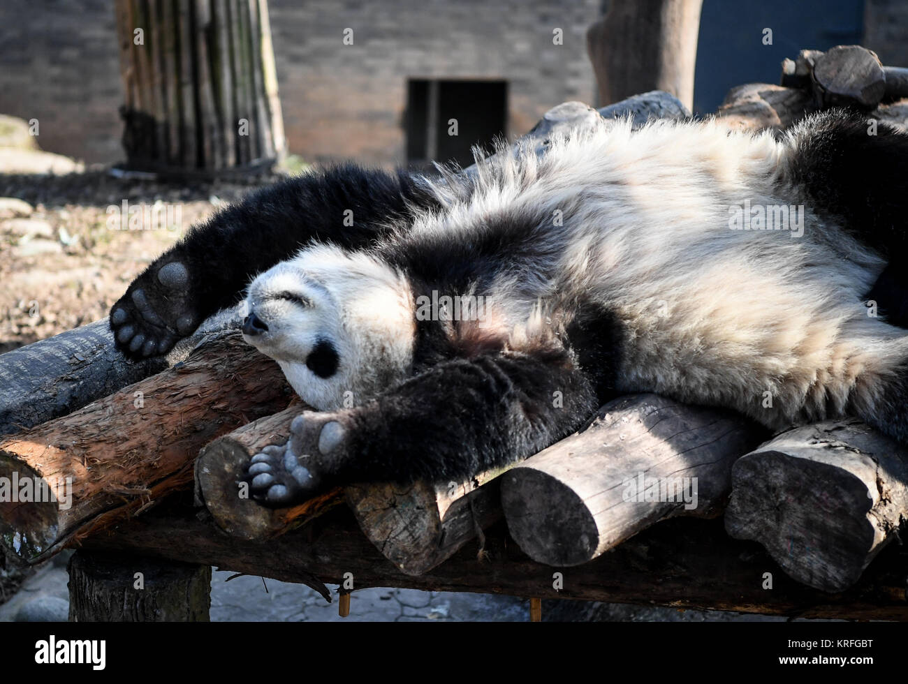 Dujiangyan, China's Sichuan Province. 20th Dec, 2017. Giant panda Ya ...