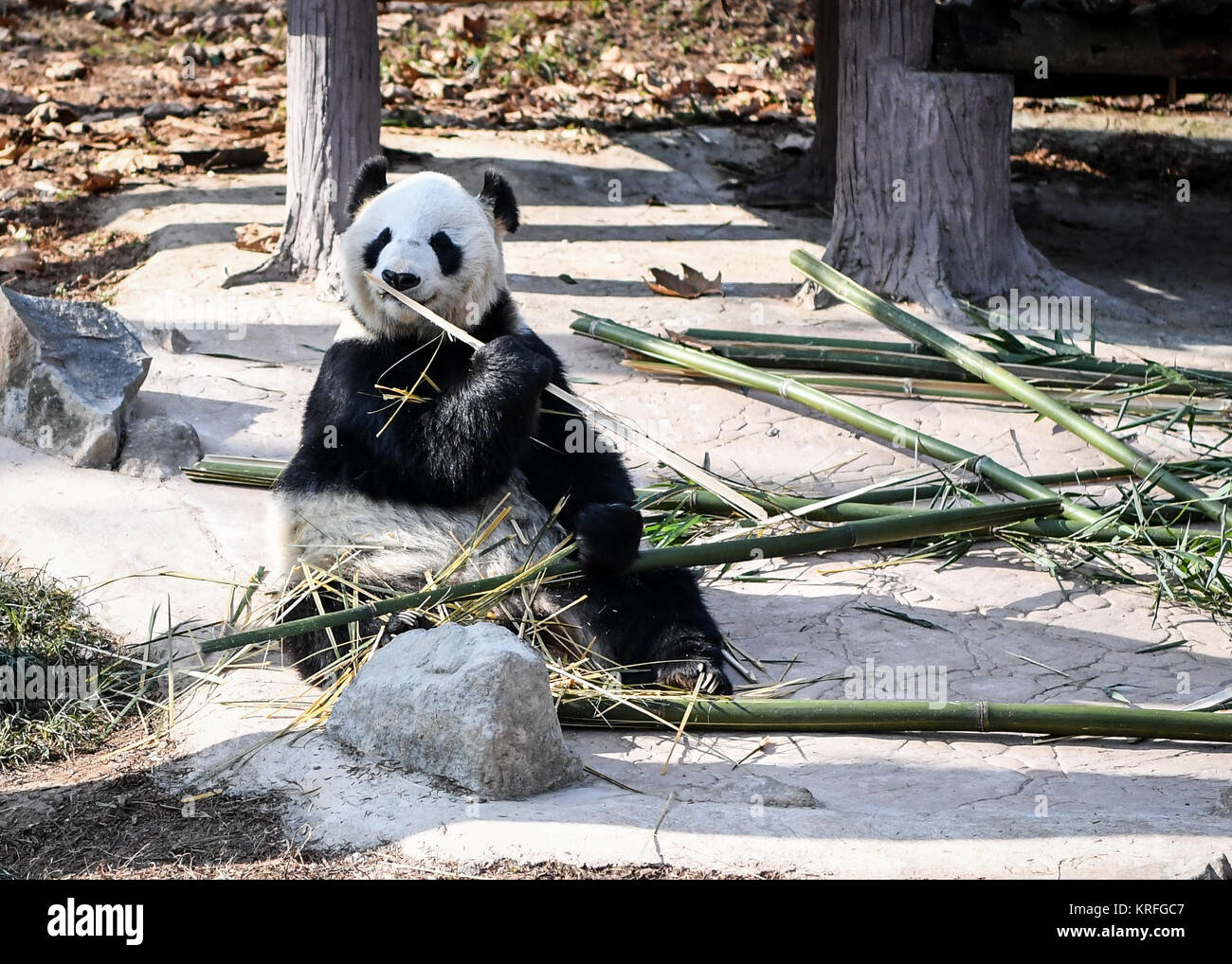 Dujiangyan, China's Sichuan Province. 20th Dec, 2017. Ying Ying, a 26 ...