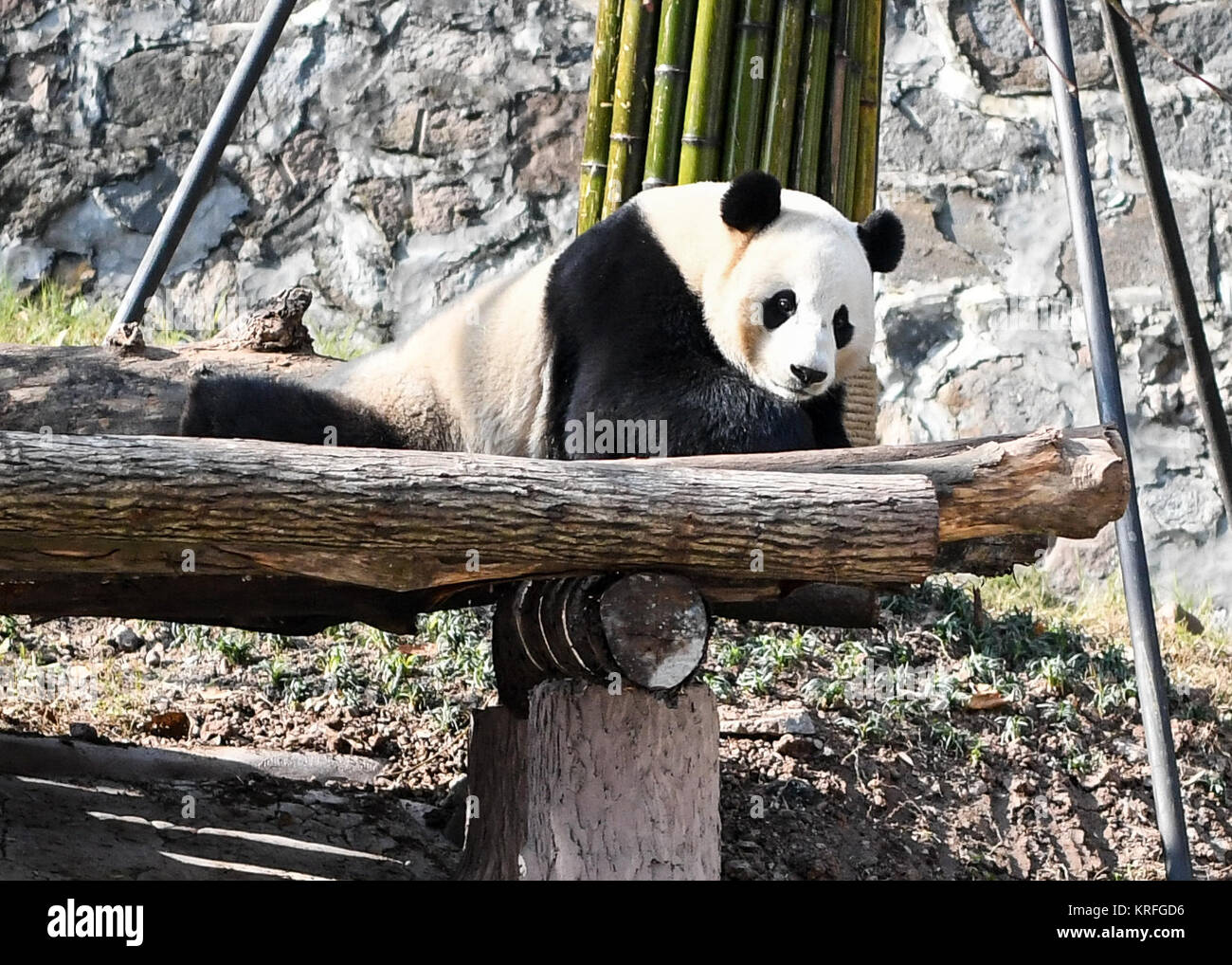 Dujiangyan, China's Sichuan Province. 20th Dec, 2017. The U.S.-born ...