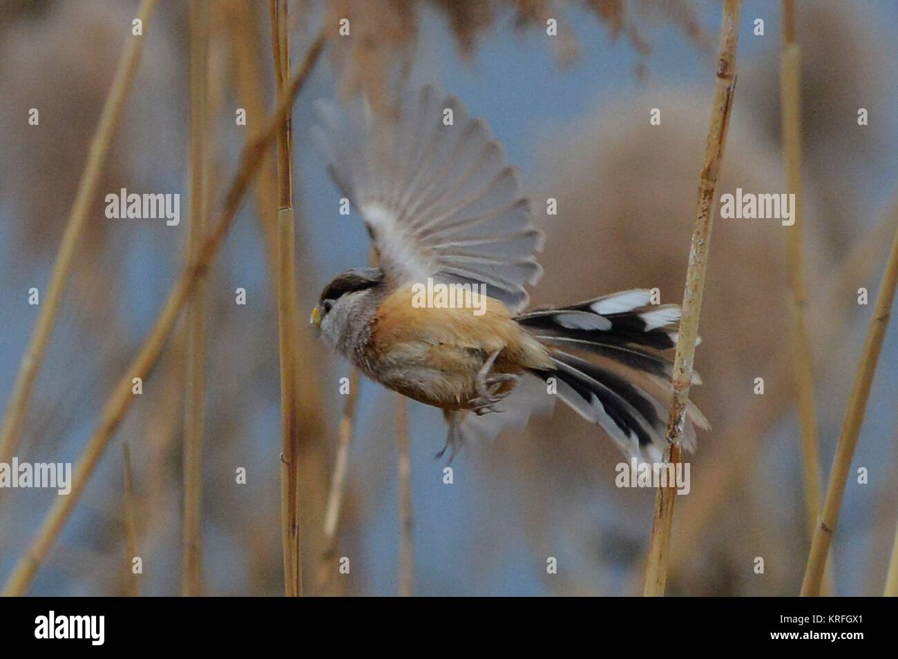 Qingdao, Qingdao, China. 20th Dec, 2017. Qingdao, CHINA-December 2017 ...