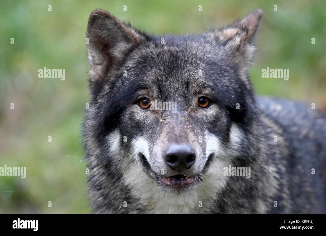 Wolf 'Alexander', photographed at the Wildpark Eekholt near Grossenaspe ...