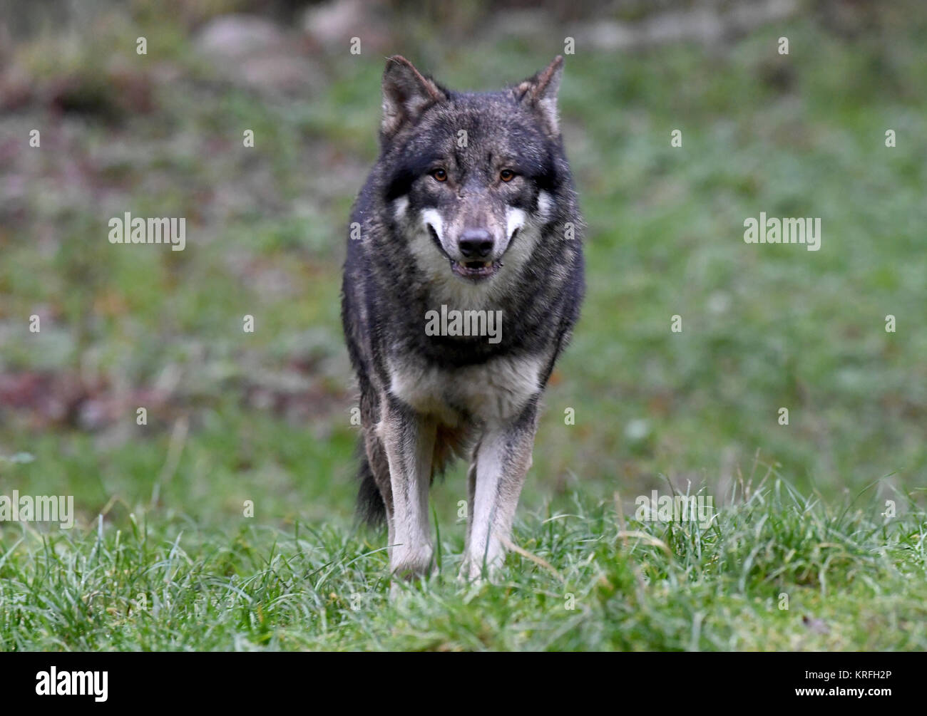 Wolf 'Alexander', photographed at the Wildpark Eekholt near Grossenaspe ...