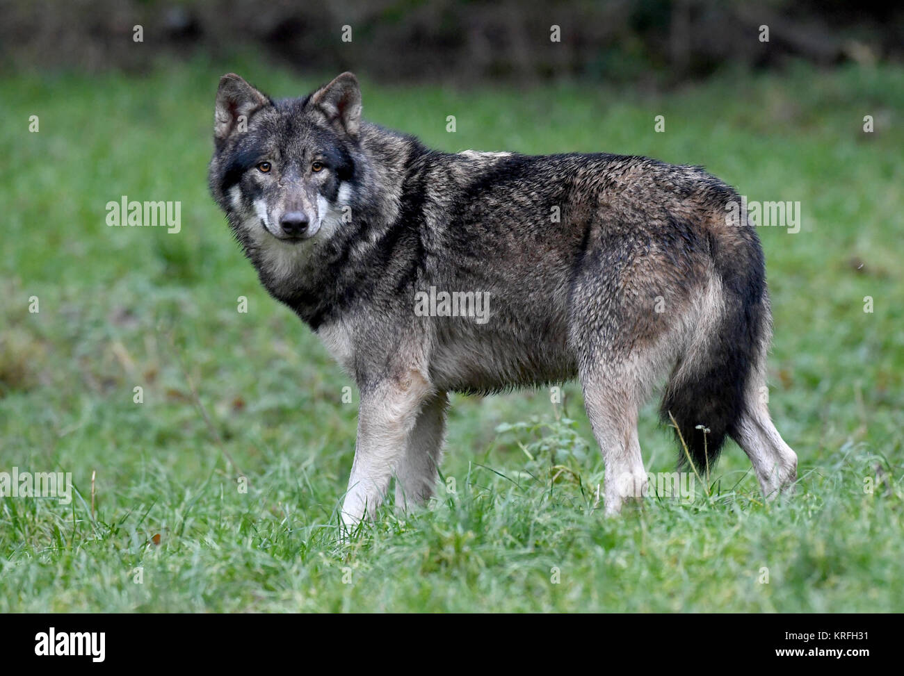 Wolf 'Alexander', photographed at the Wildpark Eekholt near Grossenaspe ...