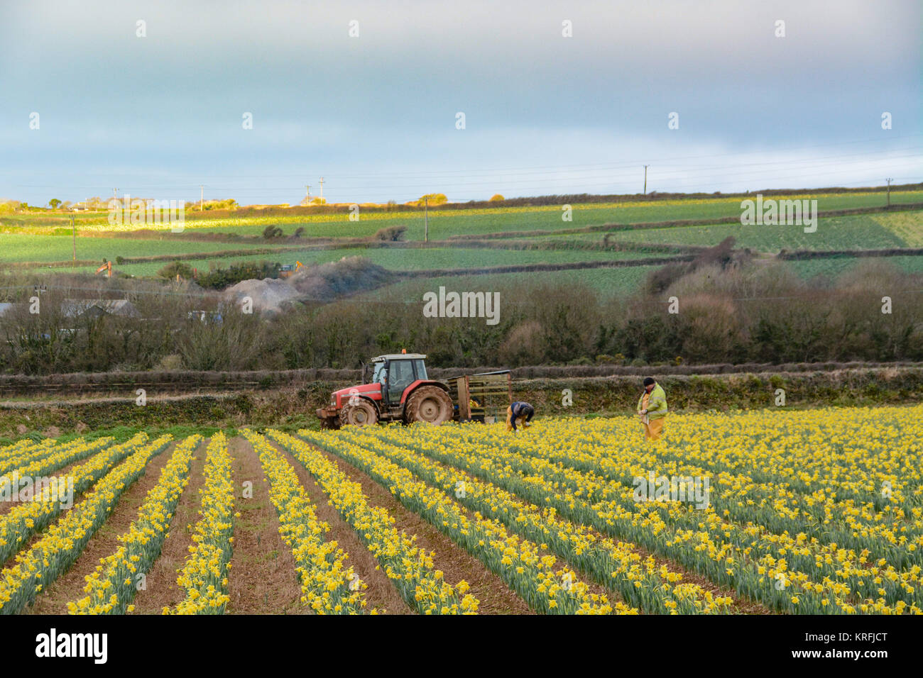 Hayle, Cornwall, UK. 20th December 2017. UK Weather. After a foggy ...