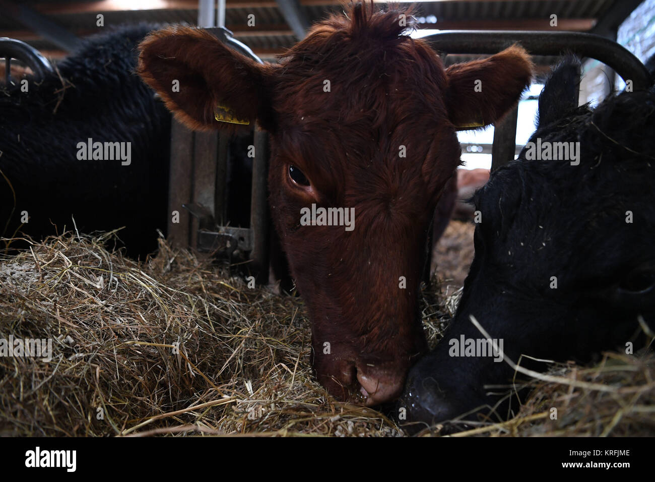 Angus cows eat hay in a stable of the 'Hof am Meer' (lit. 'Farm at the ...