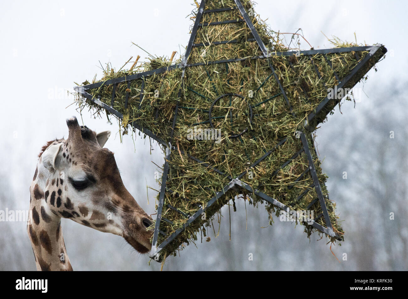 Zoom on a giraffe hi-res stock photography and images - Alamy