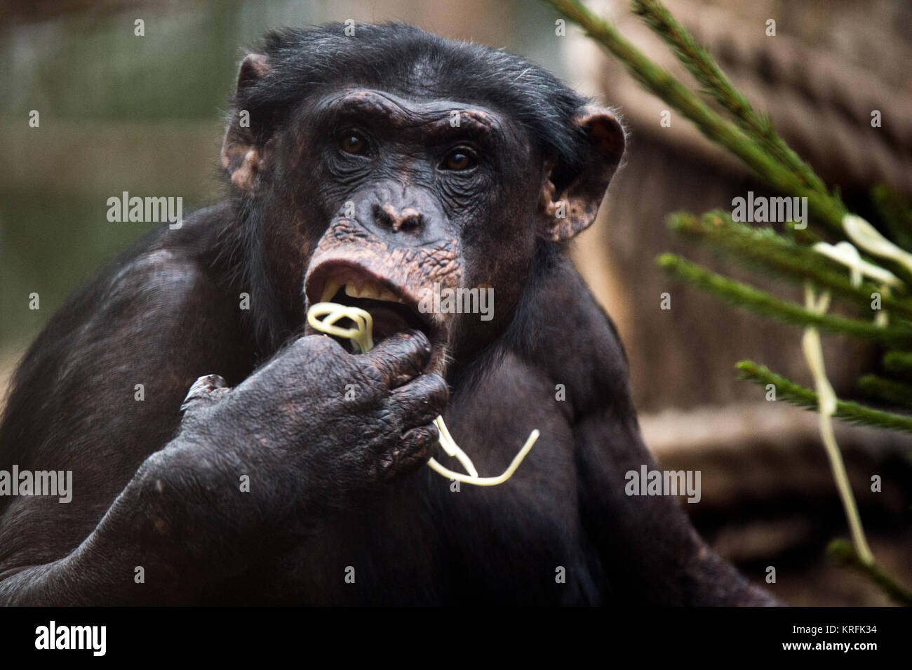 Selected insects High Resolution Stock Photography and Images - Alamy
