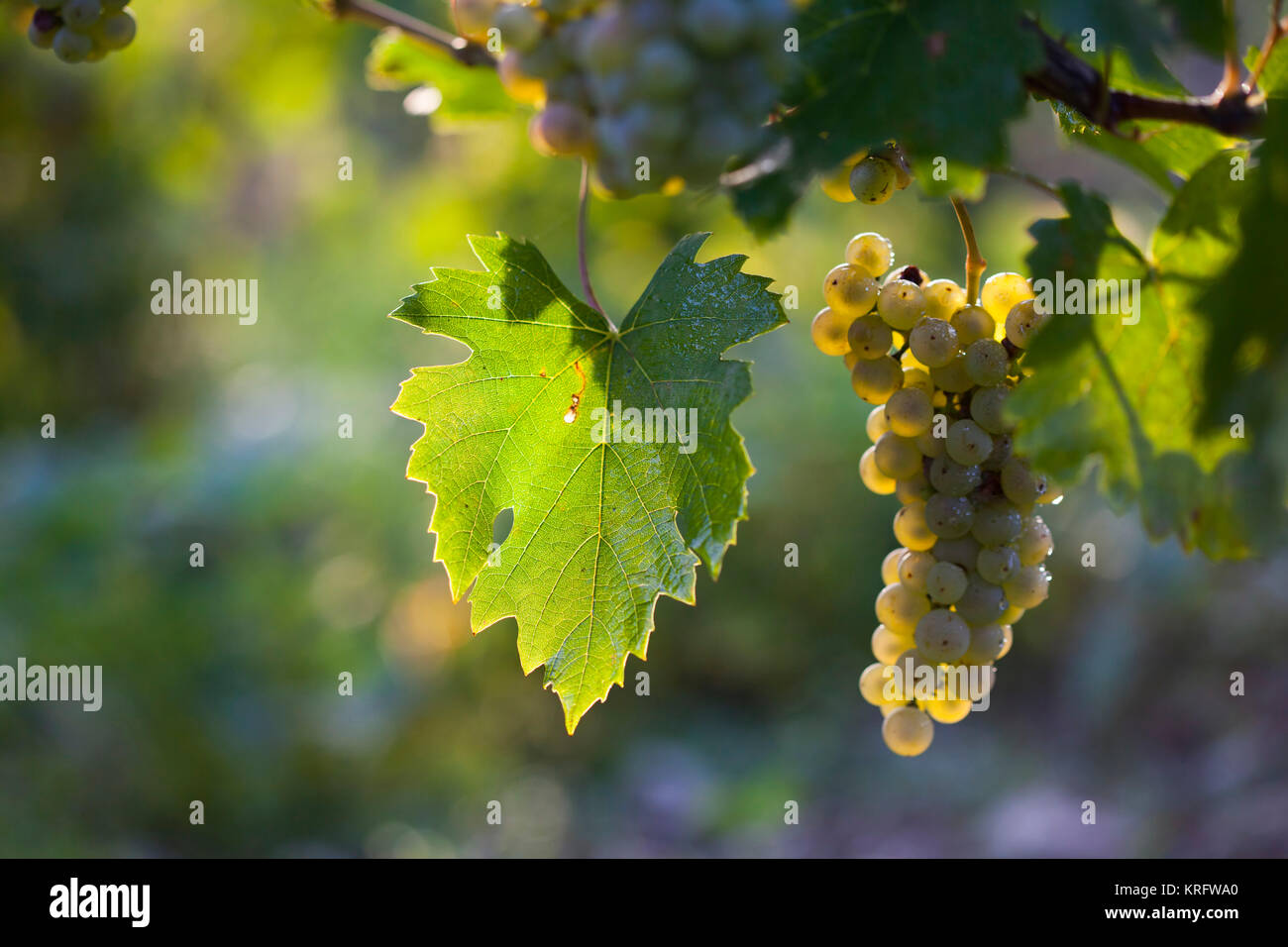 Ripe grapes in fall Stock Photo - Alamy
