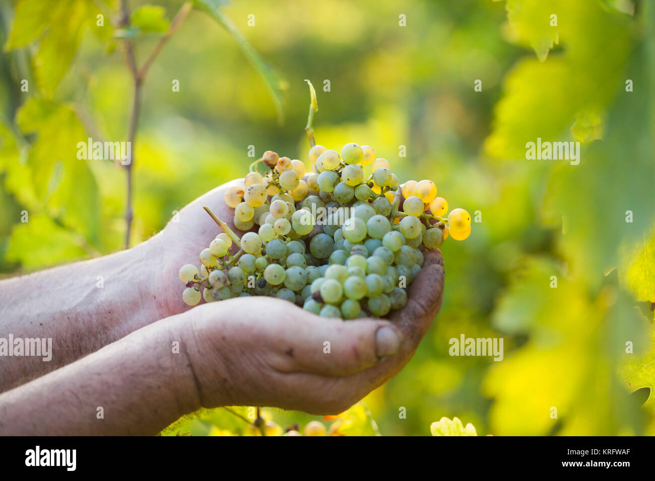 Grape harvest. Farmers hands holding grapes Stock Photo - Alamy