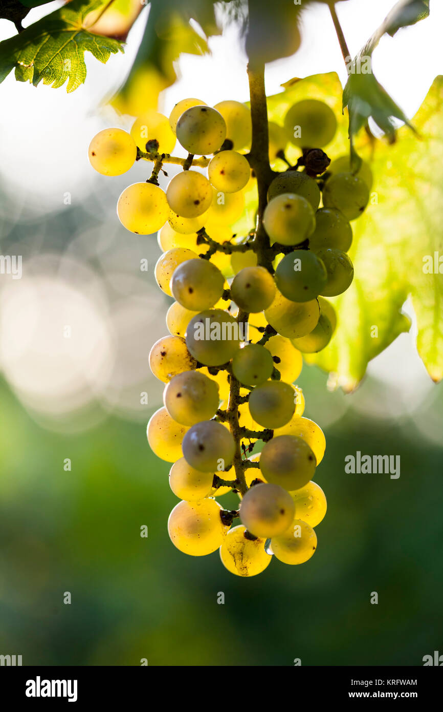 Ripe grapes in fall Stock Photo - Alamy