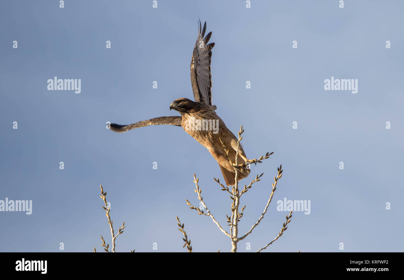 Redtail Hawk Take-off Stock Photo - Alamy