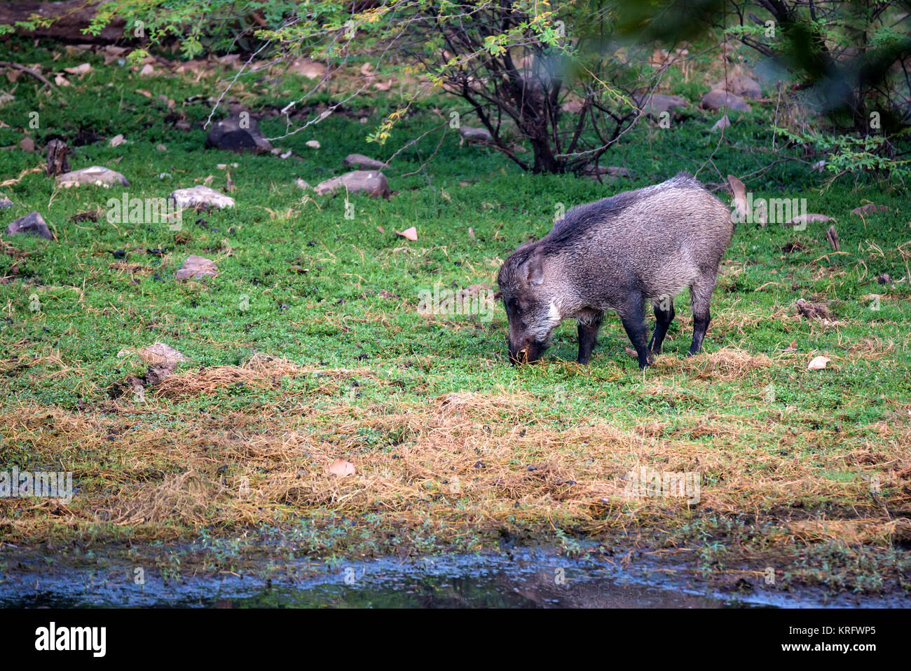 Indian boar or Sus scrofa cristatus Stock Photo - Alamy