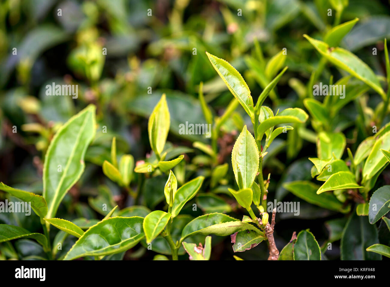 Close-up photograph of tea plant Stock Photo - Alamy