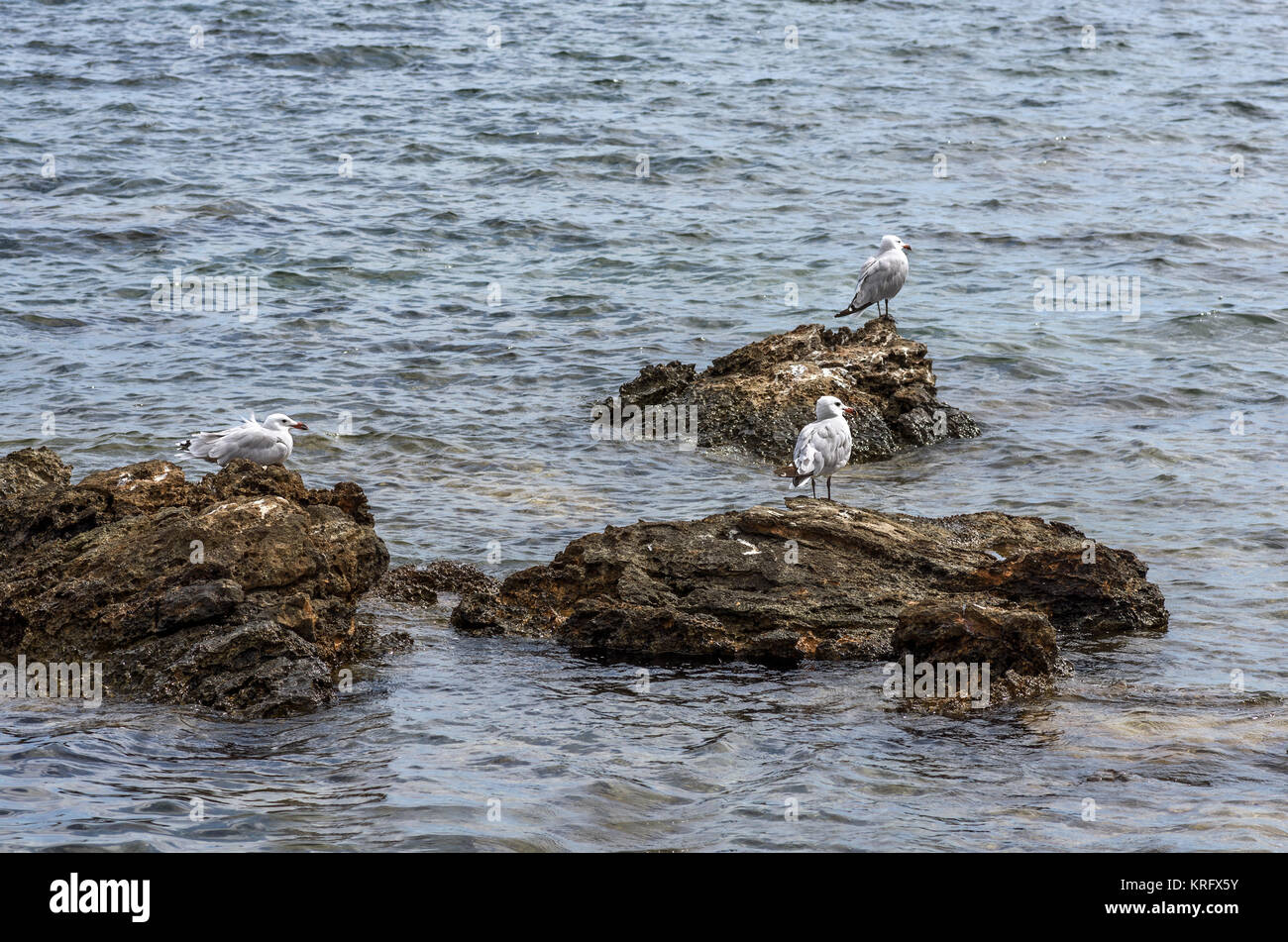 seagulls on the rocks Stock Photo - Alamy