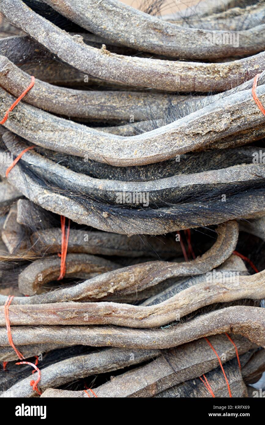 dried buffalo skin Stock Photo - Alamy