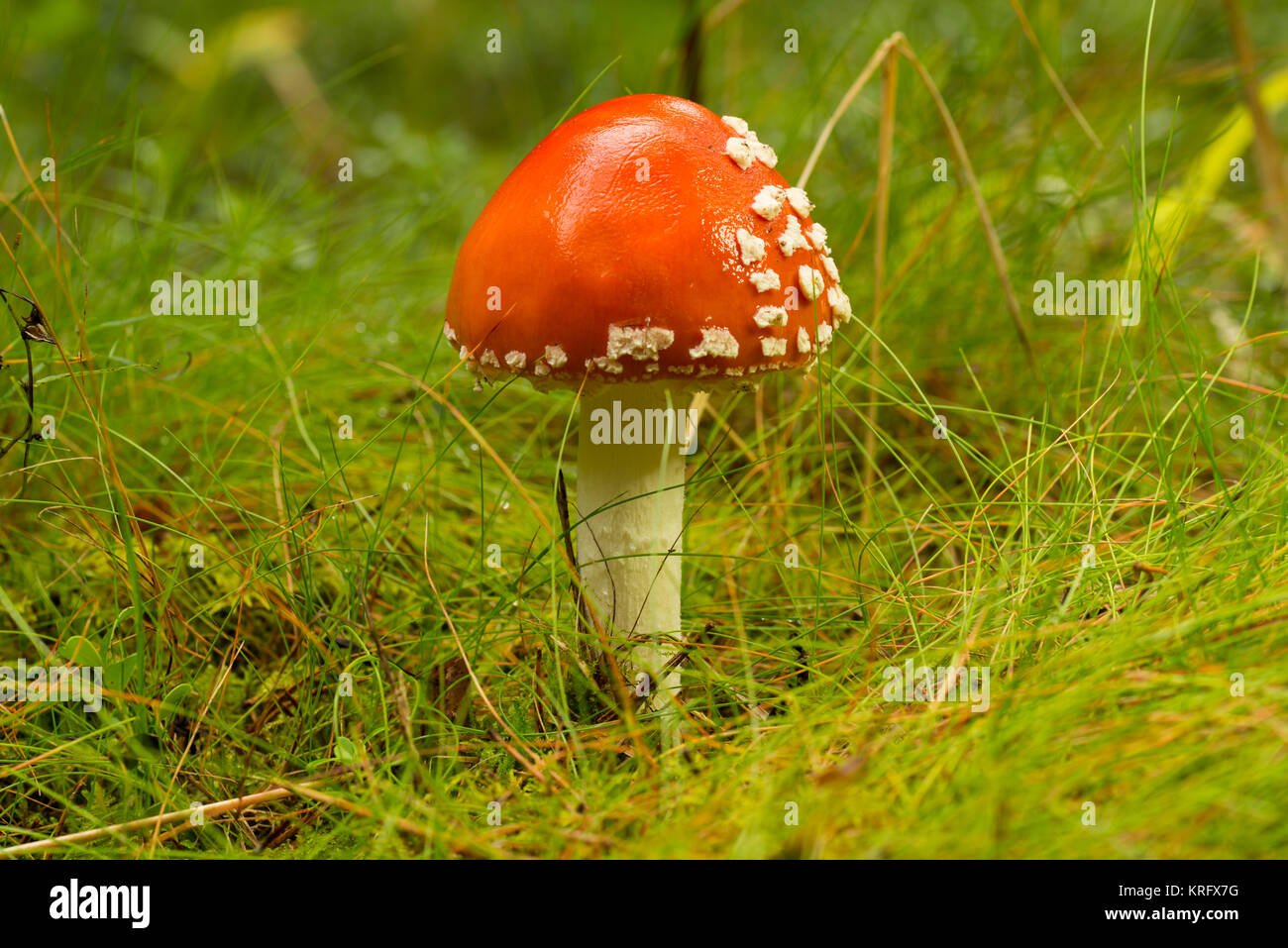 closeup of fly agaric Stock Photo - Alamy
