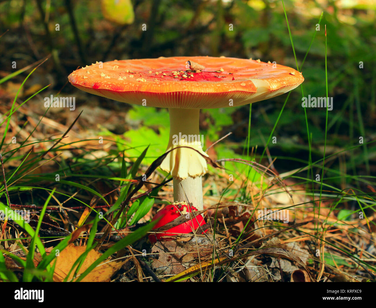 Plain red cap hi-res stock photography and images - Alamy