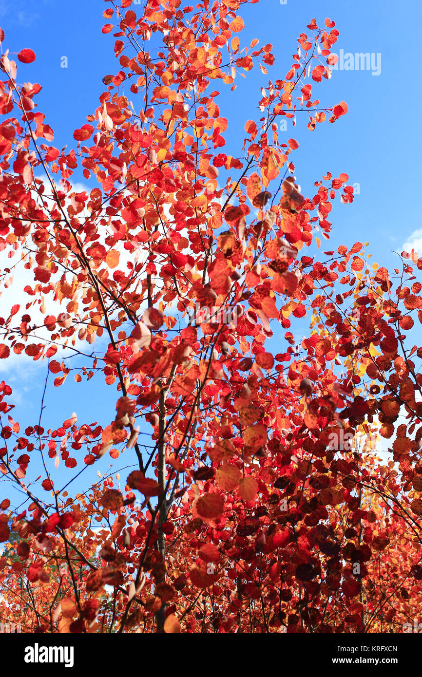 red leaves of asp in the autumn Stock Photo - Alamy