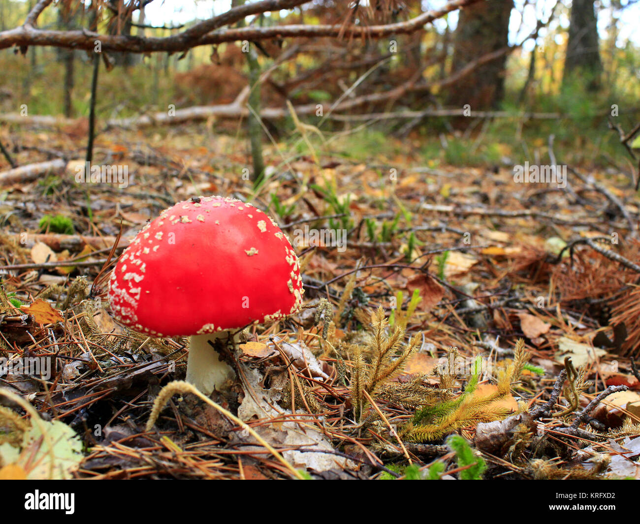 Round cap hi-res stock photography and images - Alamy