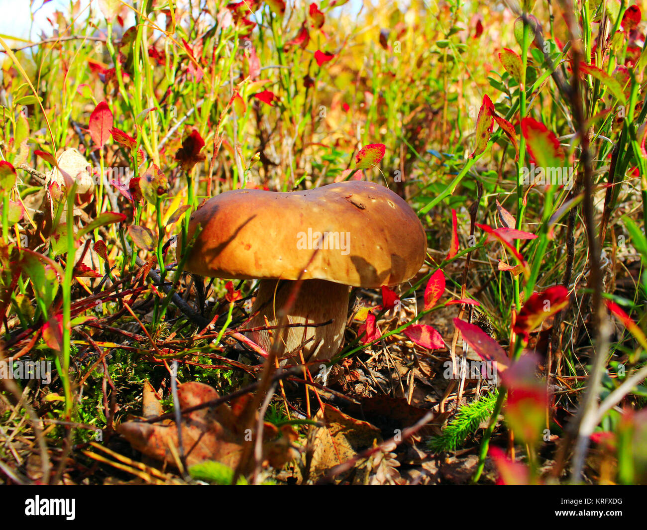 Beautiful cep in moss hi-res stock photography and images - Alamy