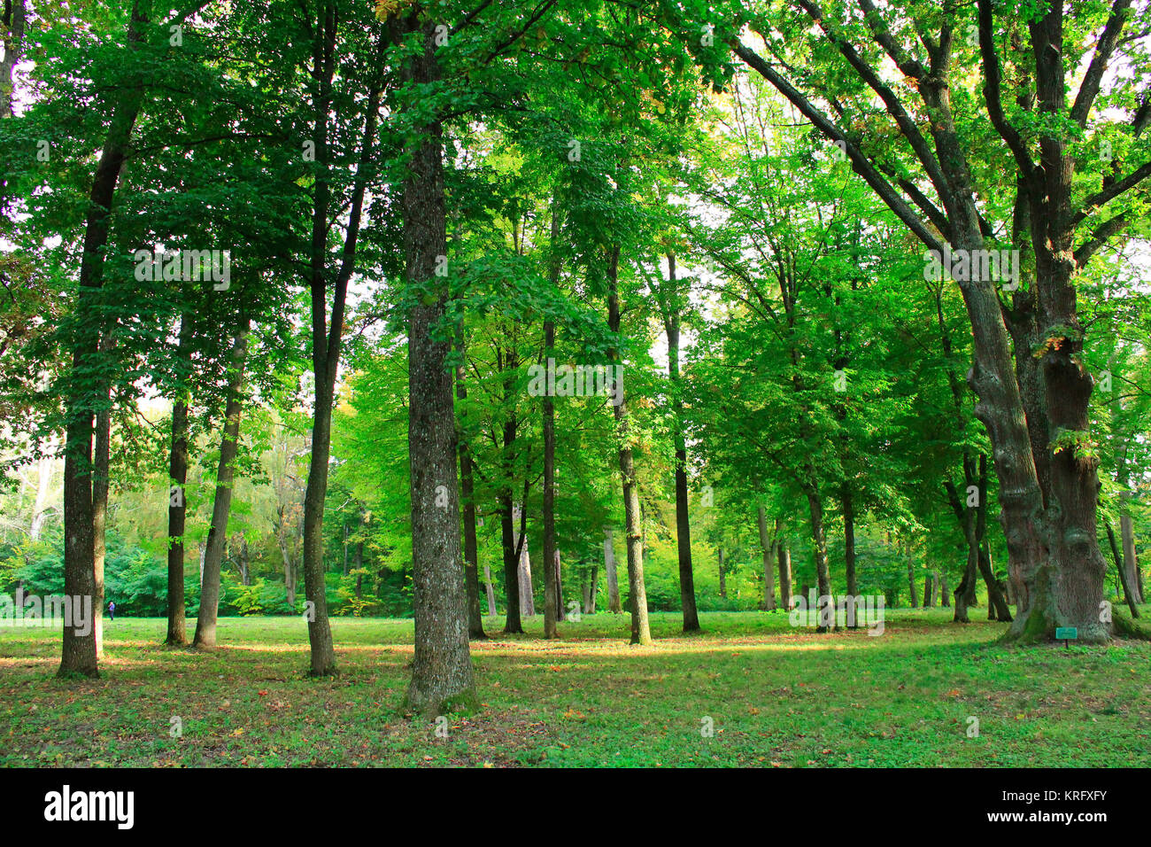 Beautiful park with many green trees Stock Photo - Alamy