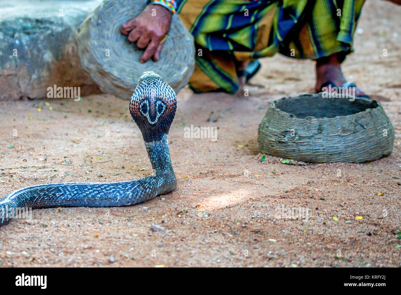 Snake charmer plays with indian cobra Stock Photo - Alamy