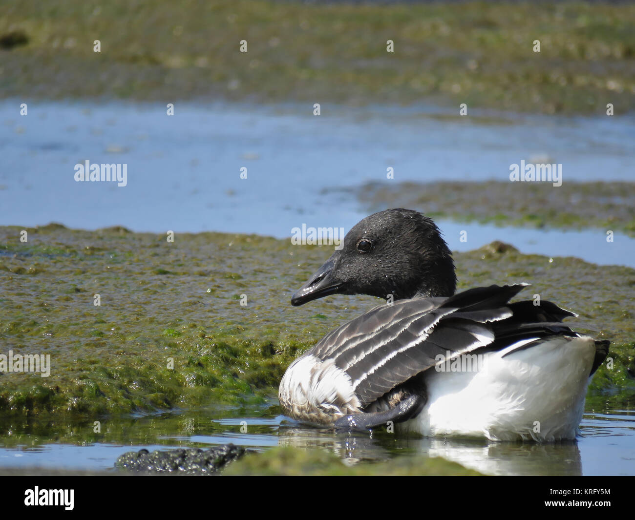 Black brant or Pacific brent goose (Branta bernicla nigricans) on Big ...