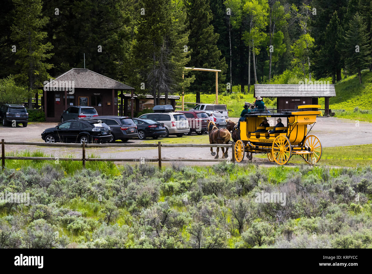 Old fashioned stagecoach ride, Yellowstone National Park , Wyoming, USA ...
