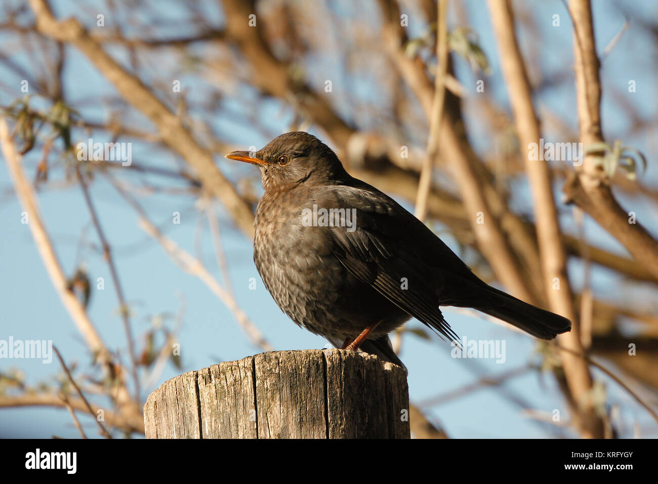 Birds on fence hi-res stock photography and images - Alamy