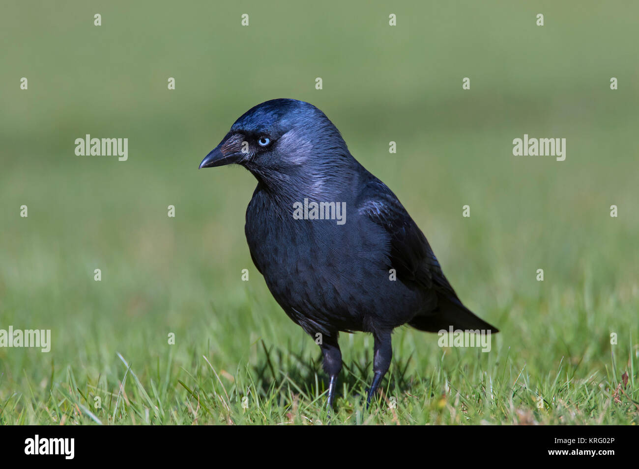 Western Jackdaw / European Jackdaw (Corvus monedula / Coloeus monedula ...