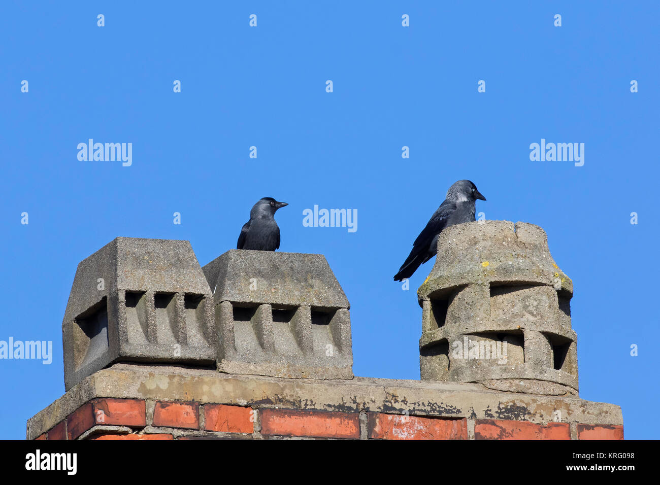 Jackdaw nest hi-res stock photography and images - Alamy