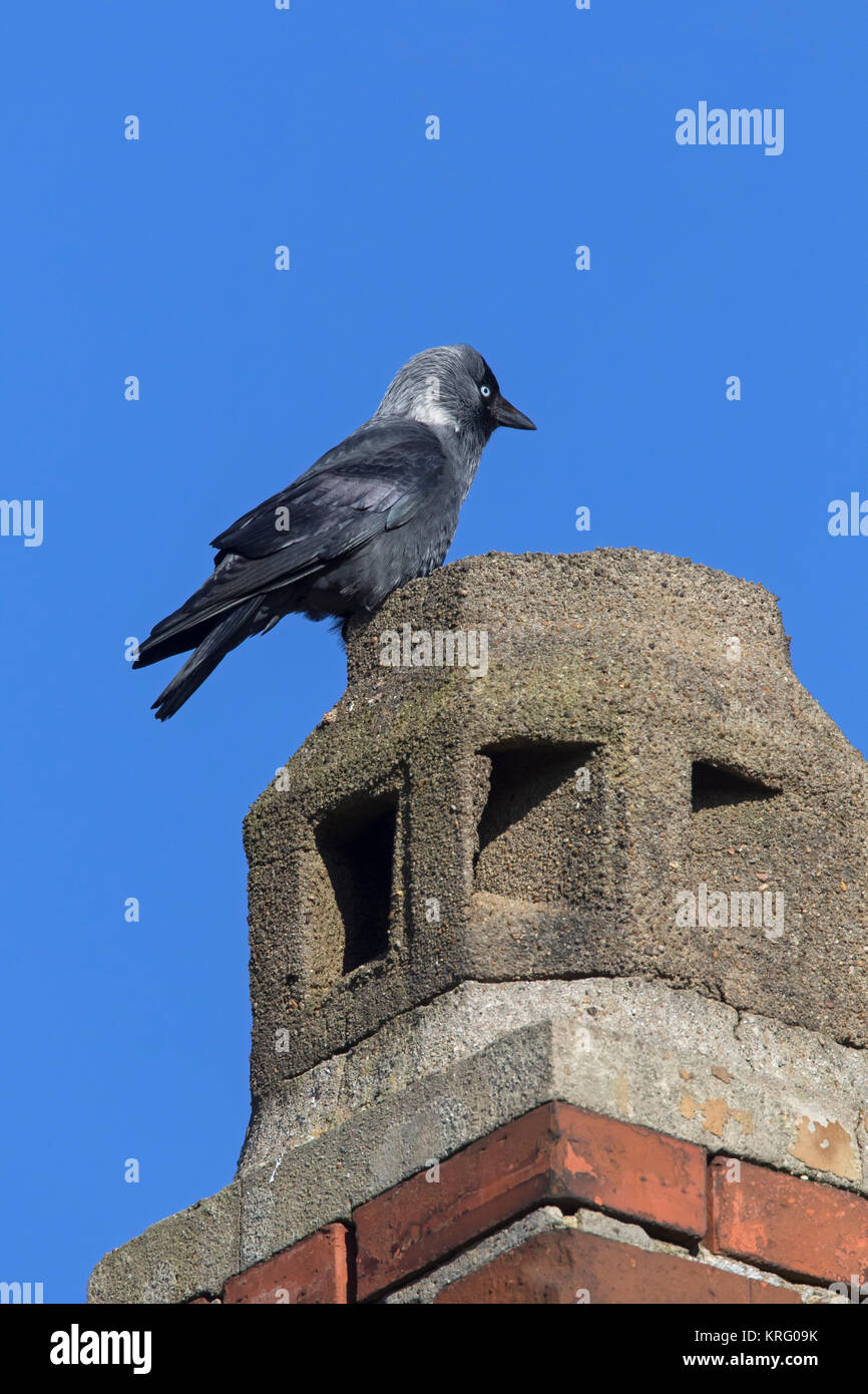 Western Jackdaw / European Jackdaw (Corvus monedula / Coloeus monedula ...
