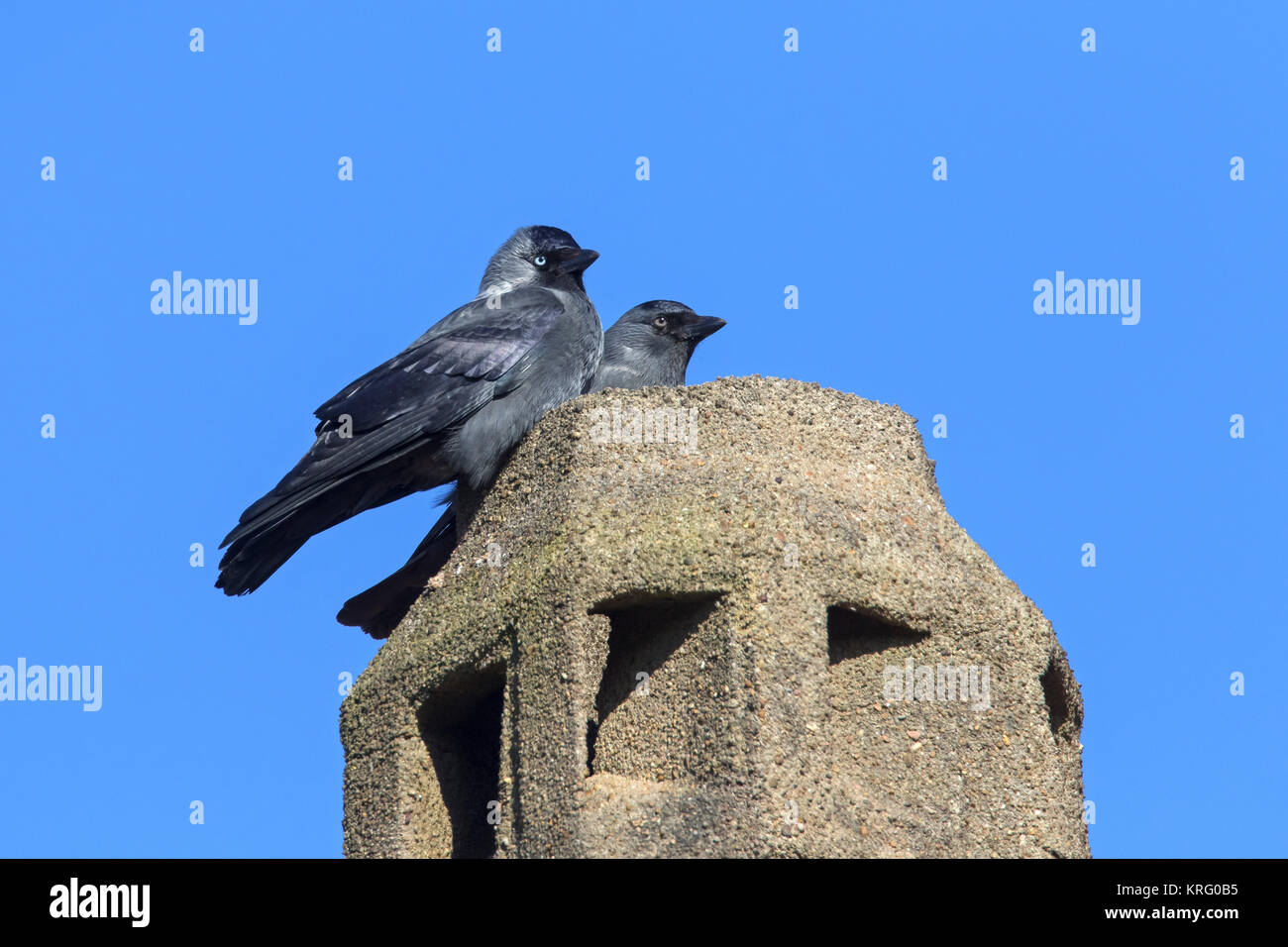 Western Jackdaws / European Jackdaw (Corvus monedula / Coloeus monedula ...