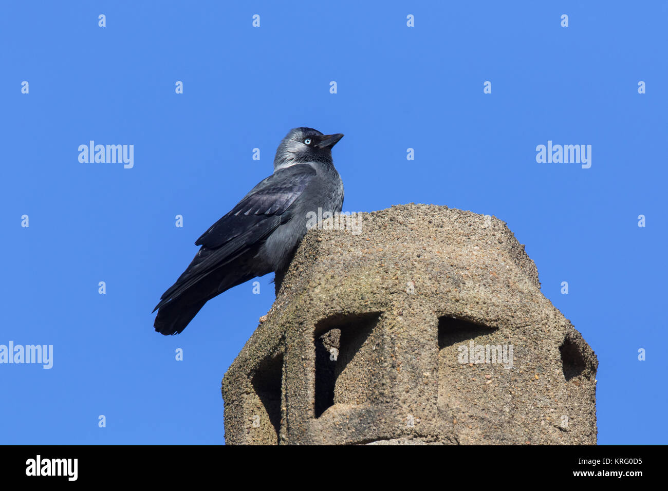 Western Jackdaw / European Jackdaw (Corvus monedula / Coloeus monedula ...