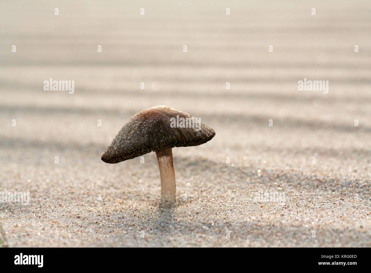 fungus growing on sand Stock Photo - Alamy