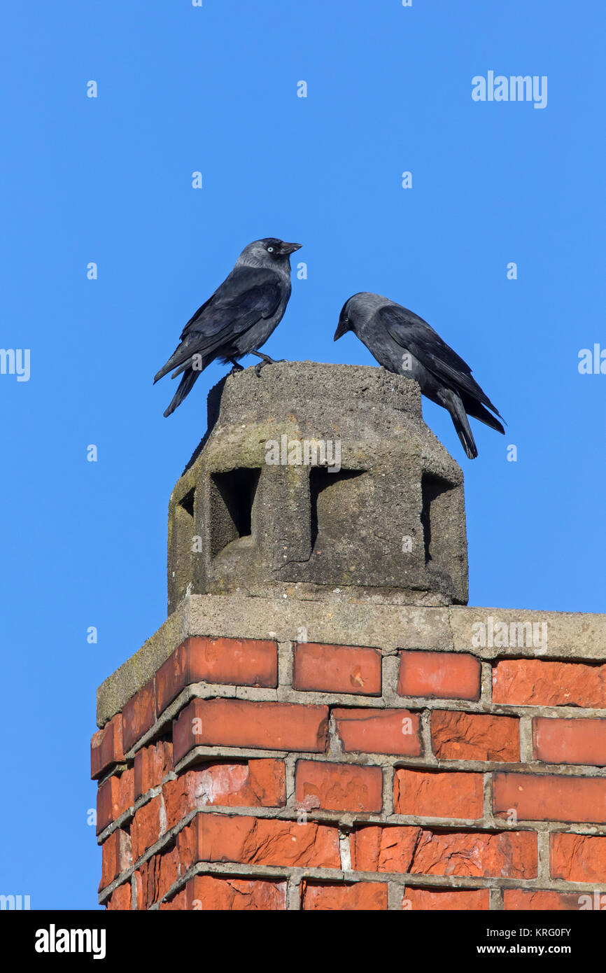 Jackdaw nest hi-res stock photography and images - Alamy