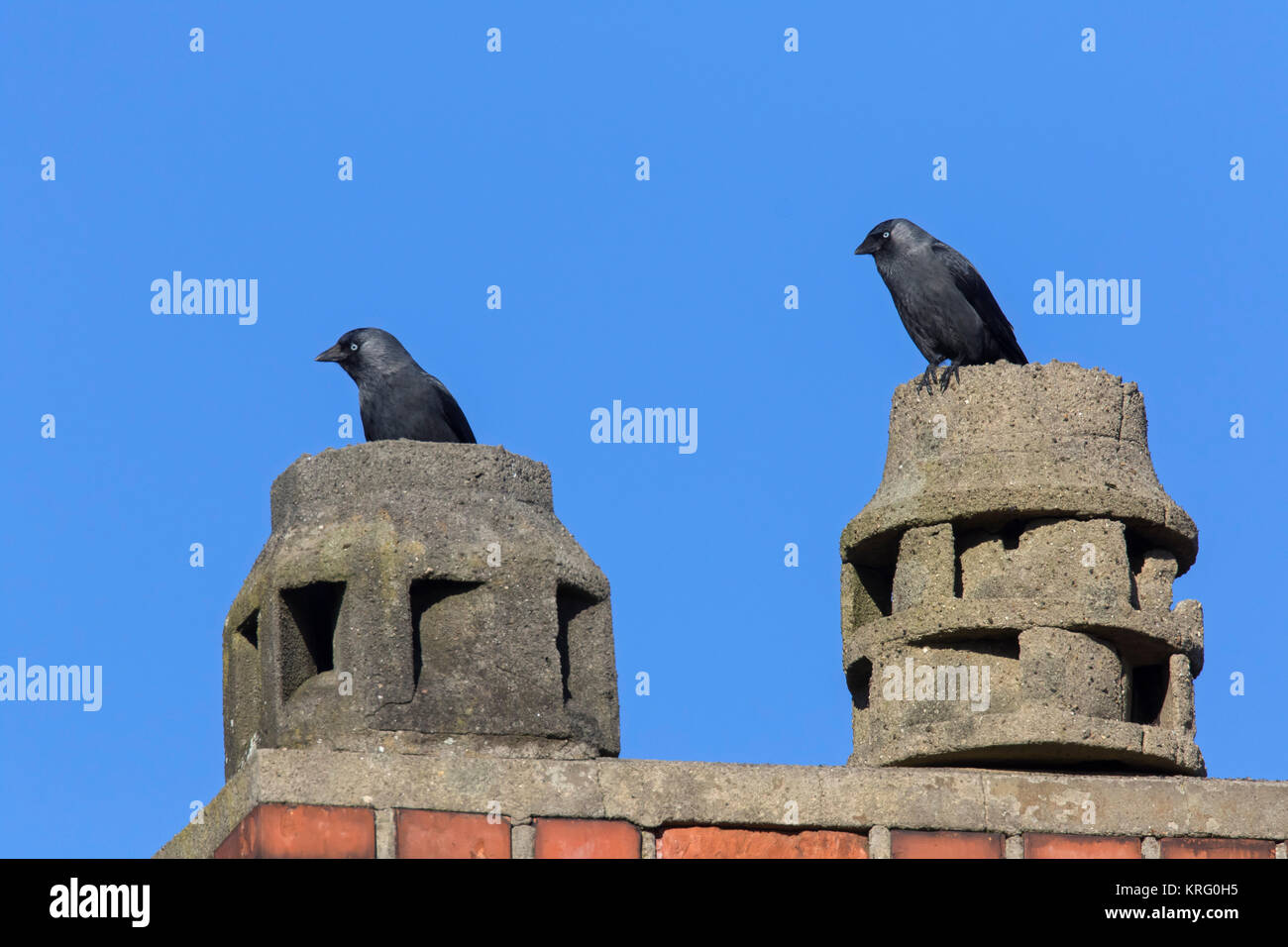 Jackdaw pair nest hi-res stock photography and images - Alamy