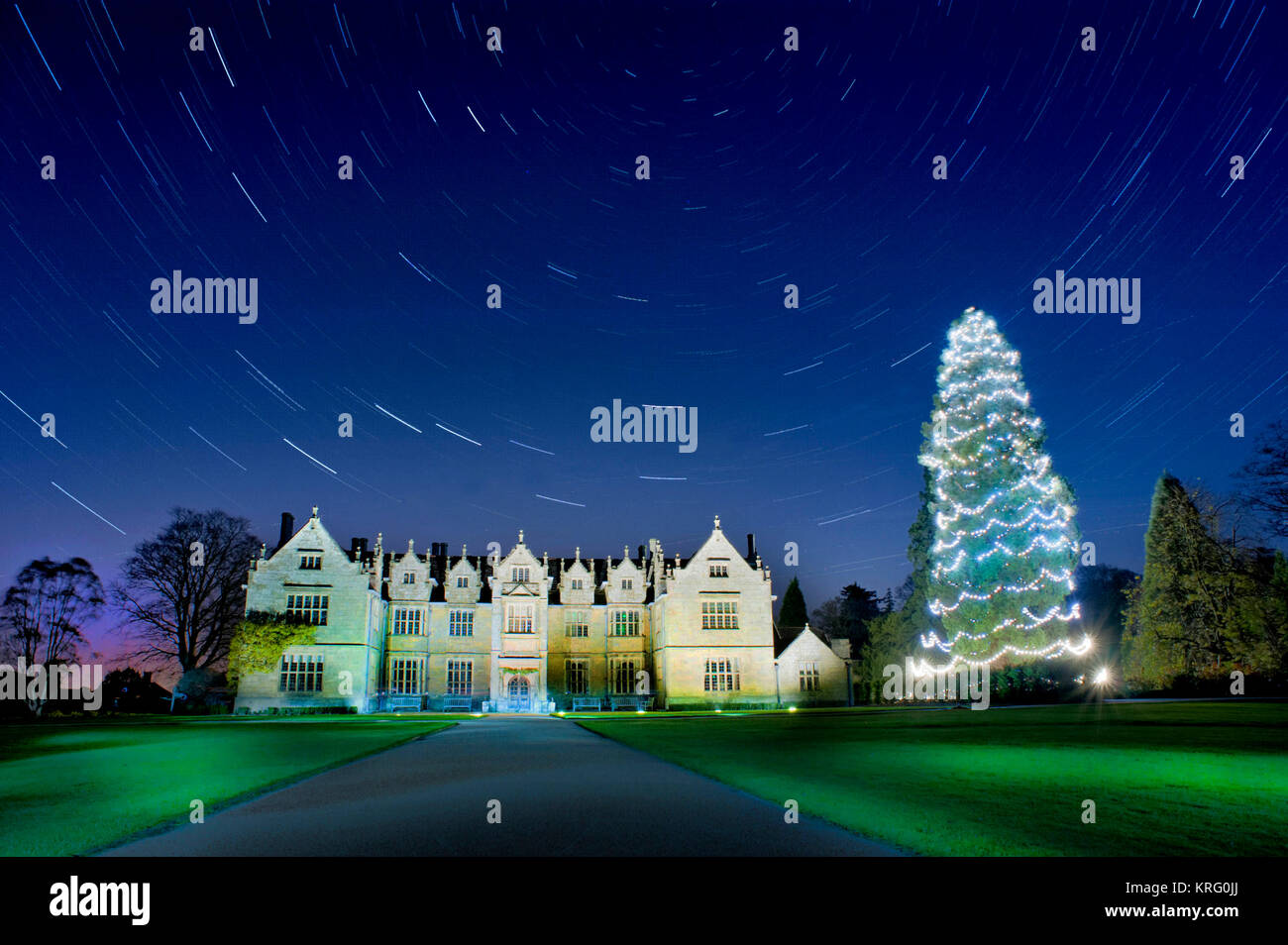 Britain's largest growing christmas tree, a giant redwood, is ...