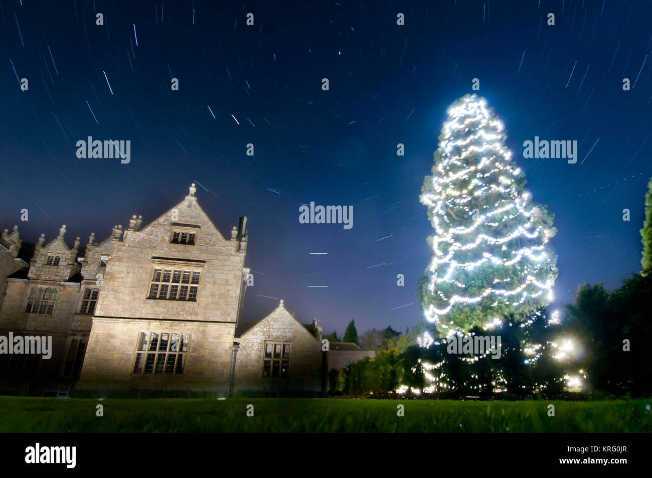 Britain's largest growing christmas tree, a giant redwood, is ...