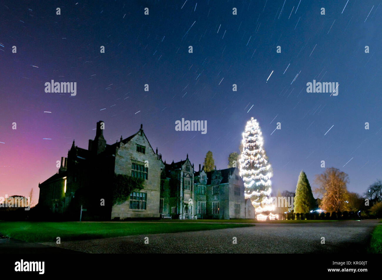 Britain's largest growing christmas tree, a giant redwood, is ...