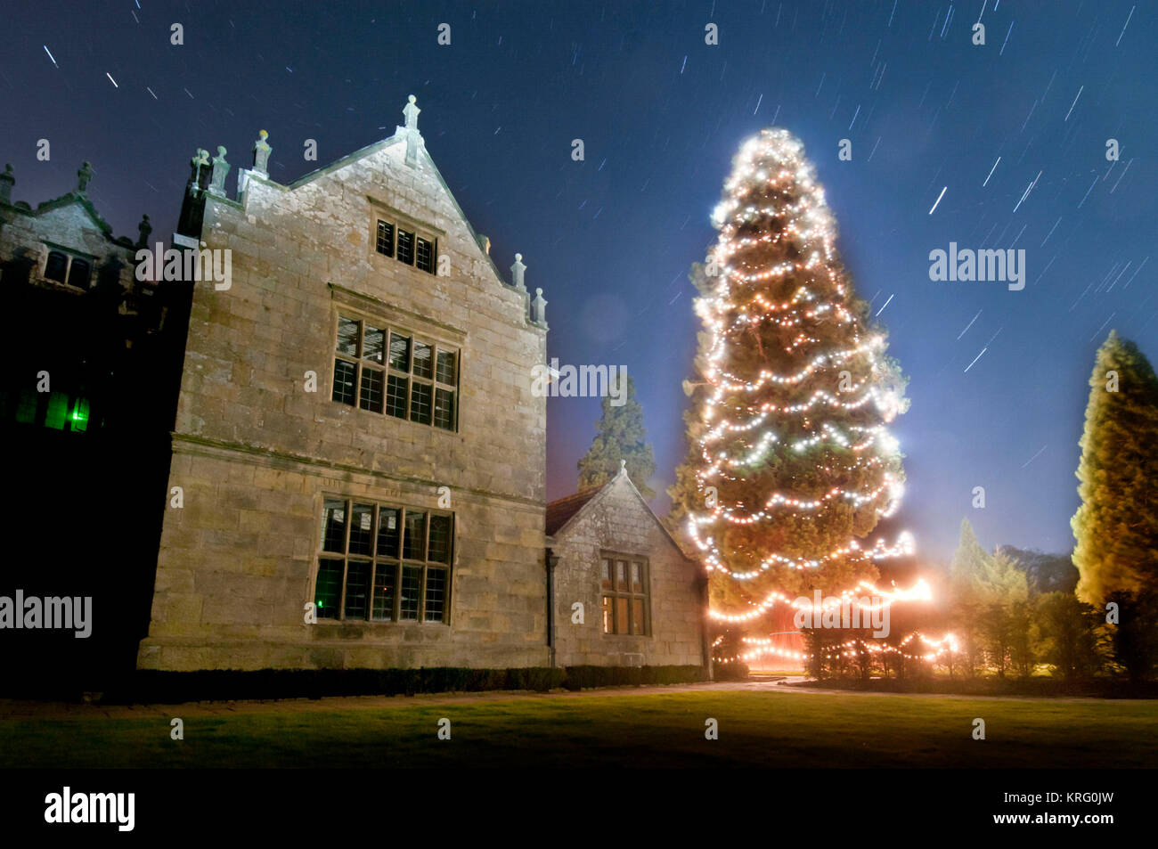 Britain's largest growing christmas tree, a giant redwood, is ...